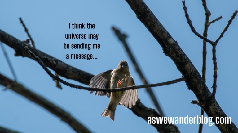 Image of the Day: Bird with a Message – As We Wander