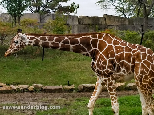 The Fabulous Giraffe – As We Wander